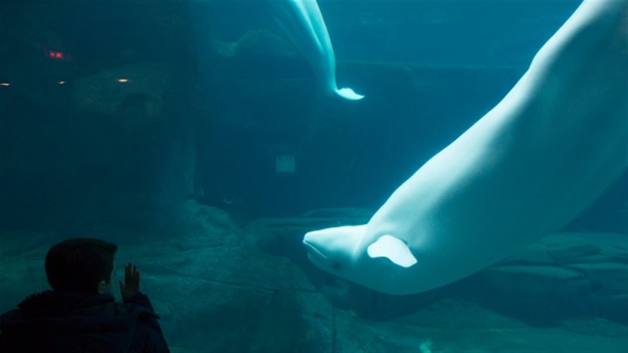 Mort d’un bébé beluga à SeaWorld, au Texas | Radio-Canada