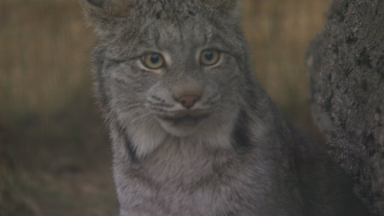 Le lynx Zelda peut rester à la Ferme 5 étoiles de Sacré-Cœur | Radio-Canada