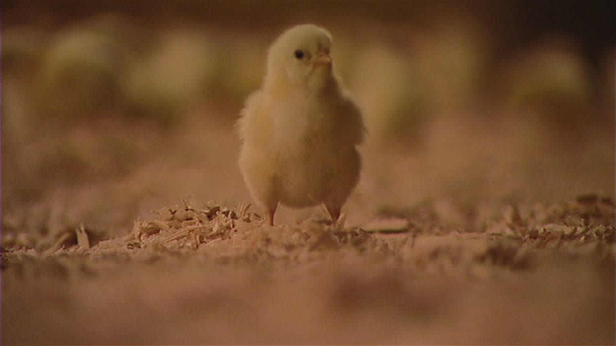 Mise sur pied d’un réseau de fermes modèles en Mauricie | Radio-Canada