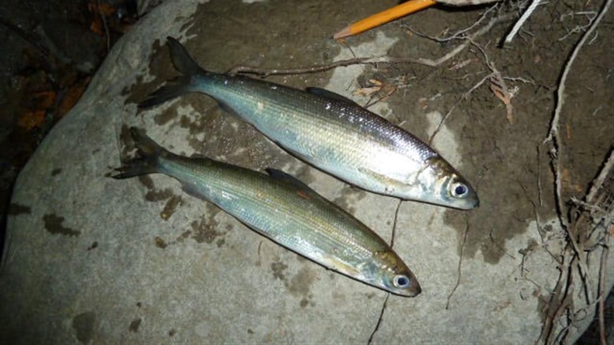 La pêche au corégone est menacée au lac Témiscouata | Radio-Canada