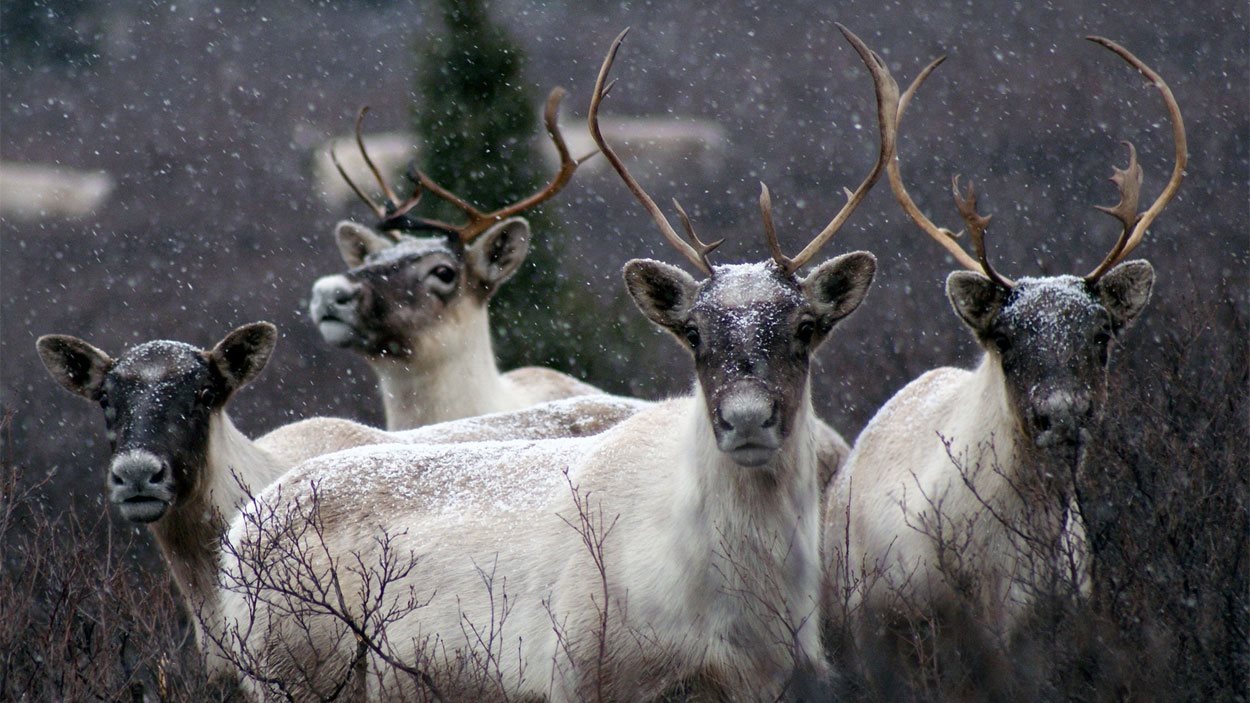 L'Alberta se classe en tête pour la protection du caribou forestier ...