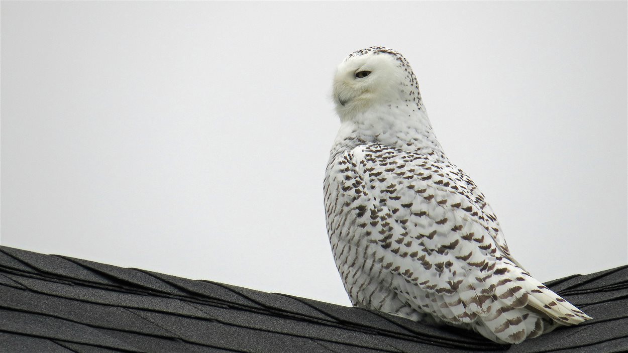 Des harfangs des neiges de retour à Windsor | Radio-Canada