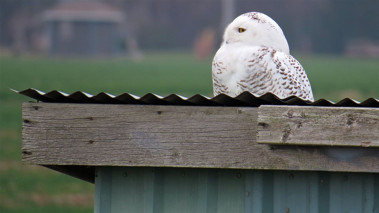 Des harfangs des neiges de retour à Windsor | Radio-Canada