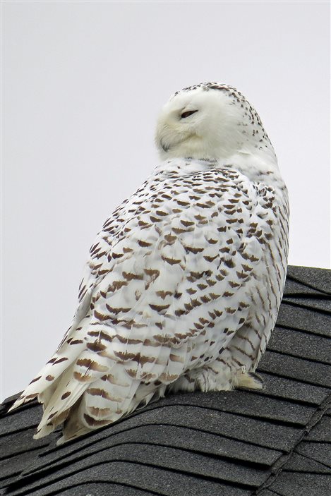 Des harfangs des neiges de retour à Windsor | Radio-Canada