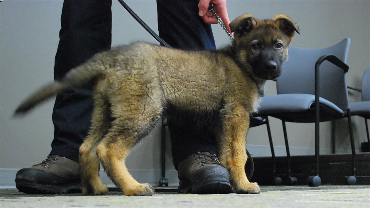 La GRC de la N.-É. a de nouvelles recrues sur quatre pattes | Radio-Canada