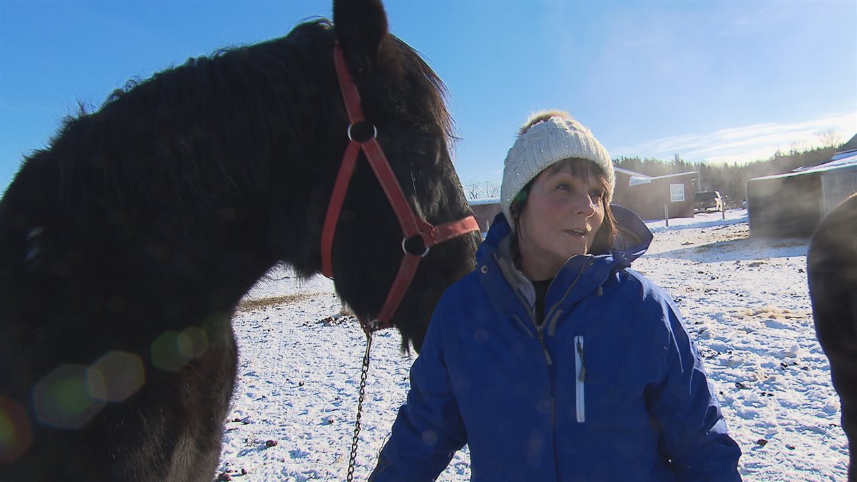 Galahad : une seconde chance pour les chevaux | Radio-Canada