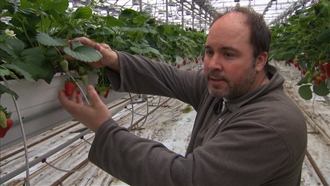 Des fraises québécoises offertes sur le marché en janvier | Radio-Canada