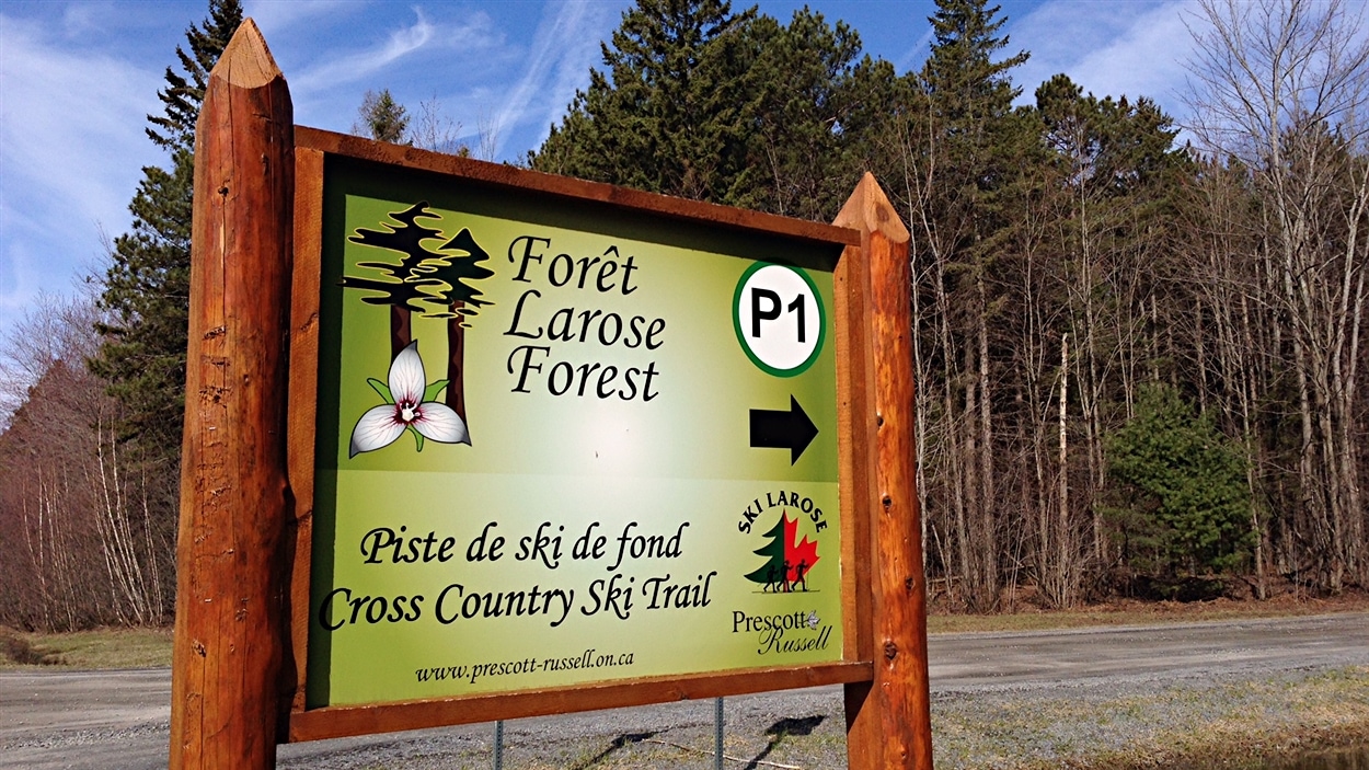 Une pourvoirie pour chasser l'orignal dans la Forêt Larose? | Radio-Canada