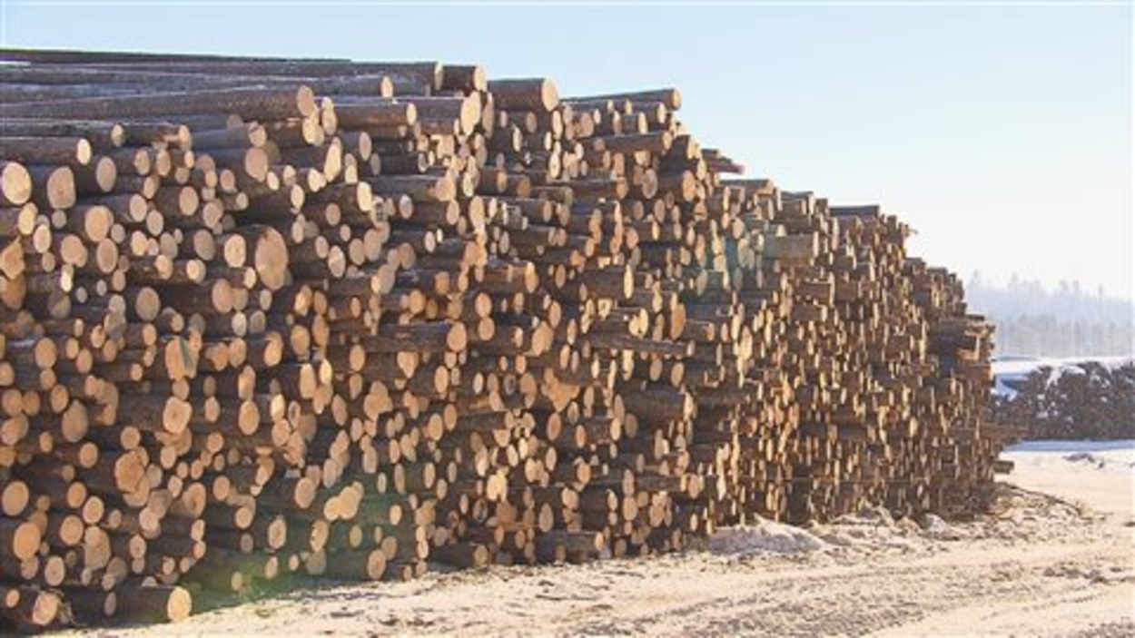 Dans les coulisses d'un audit de la norme FSC | Radio-Canada