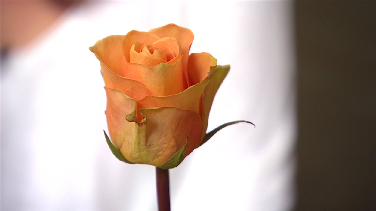Saint-Valentin : une rose à la place d'une amende | Radio-Canada
