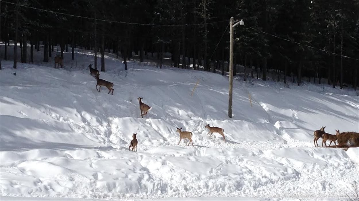 Les chevreuils attirent de plus en plus de visiteurs à Saint-Quentin ...