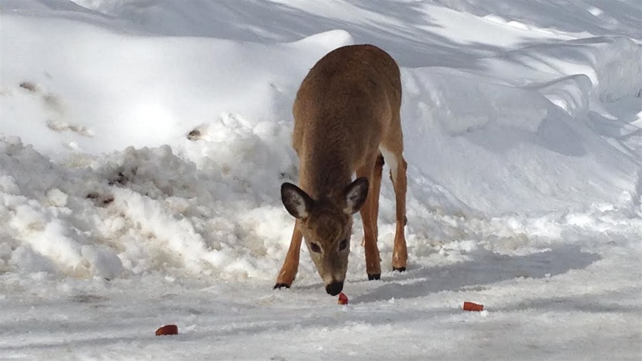 Les chevreuils attirent de plus en plus de visiteurs à Saint-Quentin ...