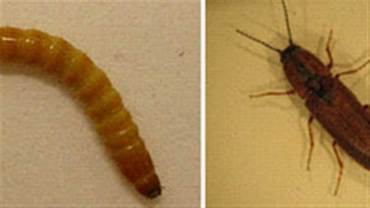 Une solution aux vers fil de fer qui déciment les cultures à l'Î.-P.-É ...