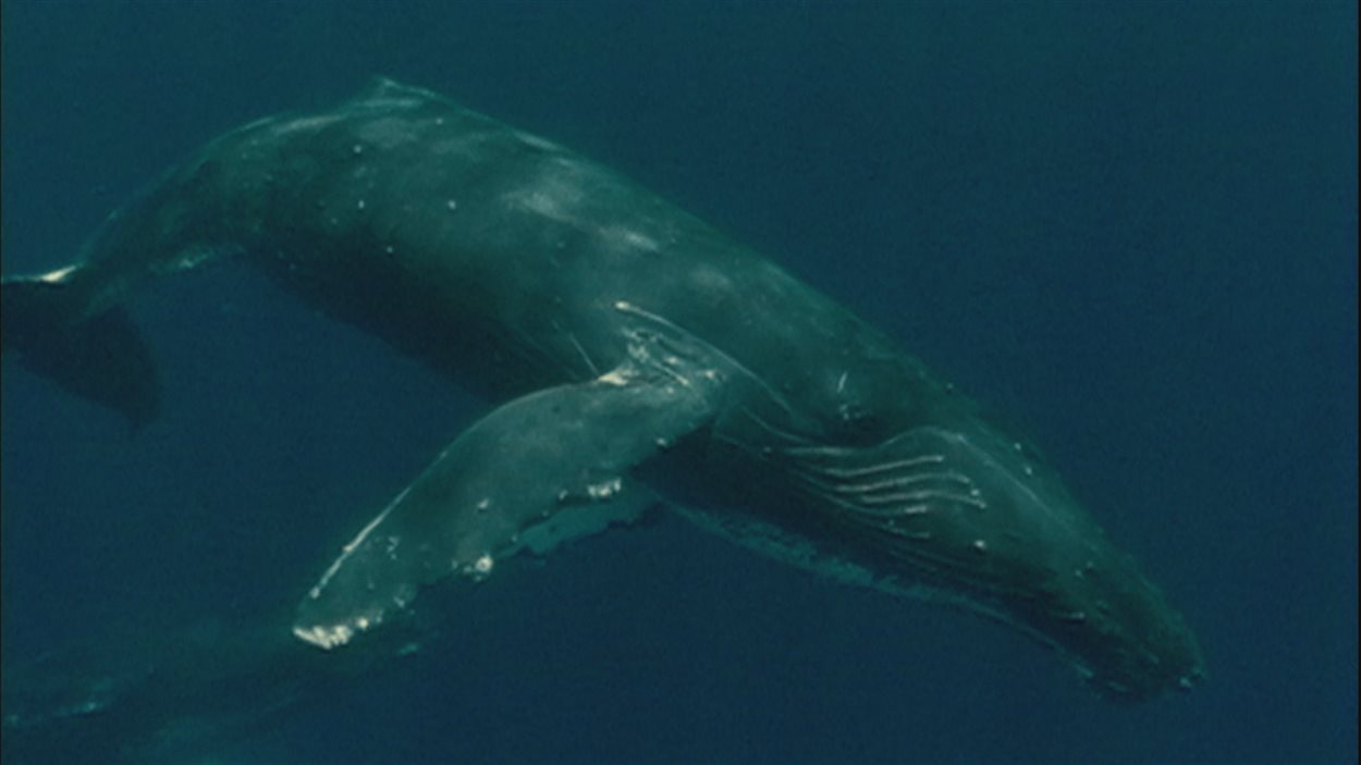 La pollution sonore dans le Saint-Laurent est néfaste pour les ...