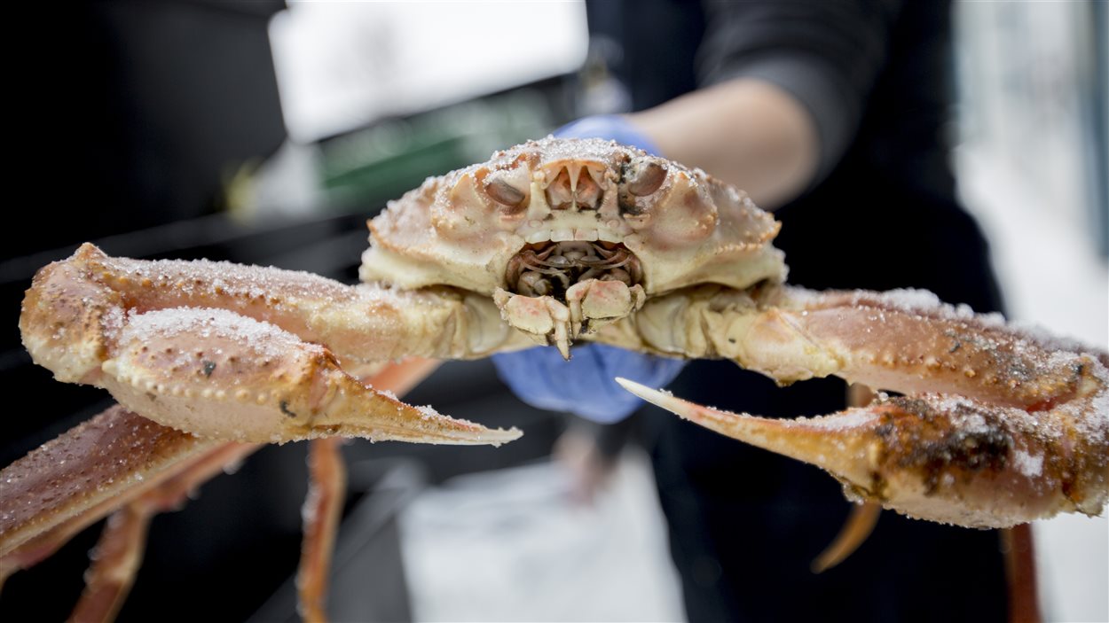 Le crabe arrive à Québec | Radio-Canada.ca