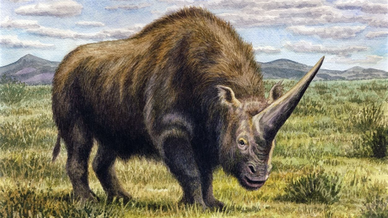 La « licorne sibérienne » a côtoyé les hommes | Radio-Canada
