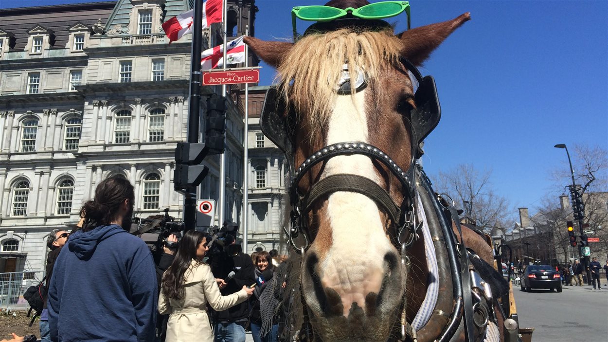 Calèches dans le Vieux-Montréal : vifs échanges devant l'hôtel de ville ...