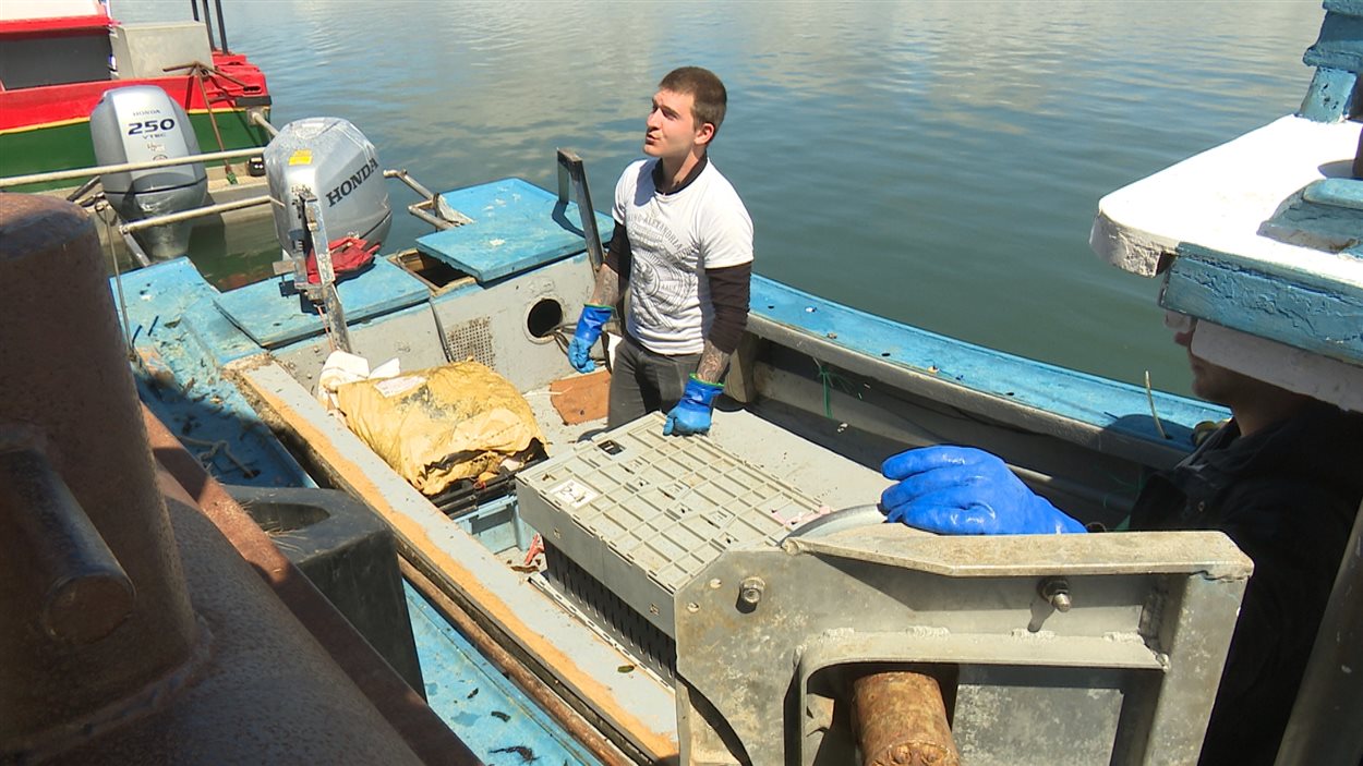 Remise à l'eau obligatoire des homards de grande taille en Gaspésie ...