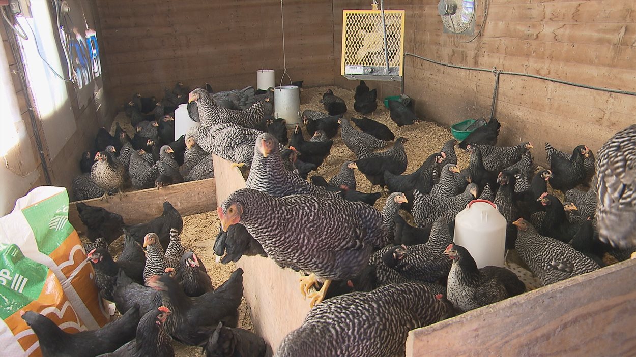 À quand des poules en zone urbaine à Saguenay? | Radio-Canada