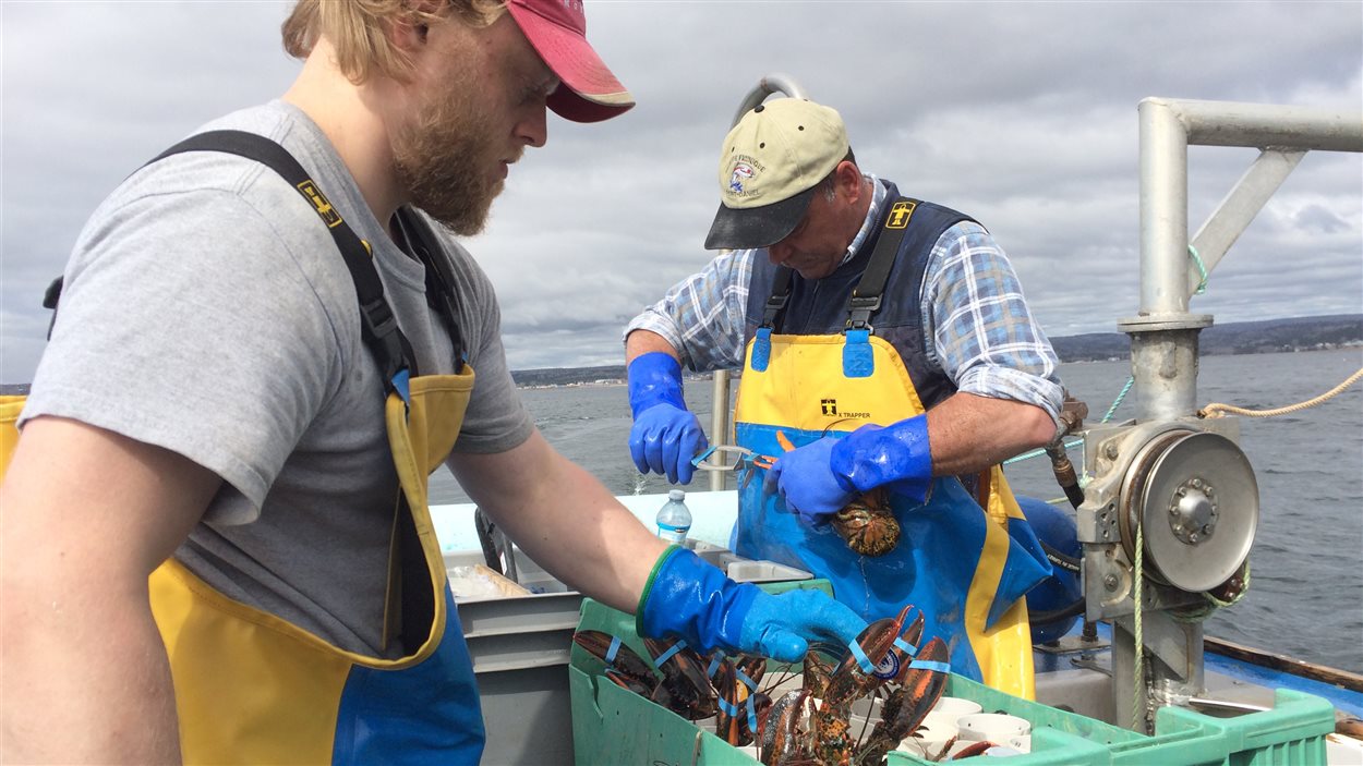 Pêcheurs de homard 2.0 | Radio-Canada