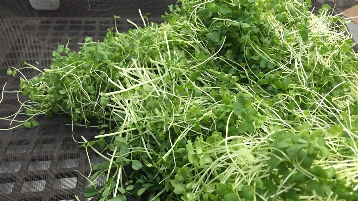 Les pousses sont-elles la solution aux problèmes de santé? | Radio-Canada