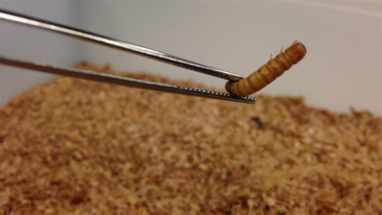 Une étudiante propose de commercialiser de la farine d'insecte | Radio ...