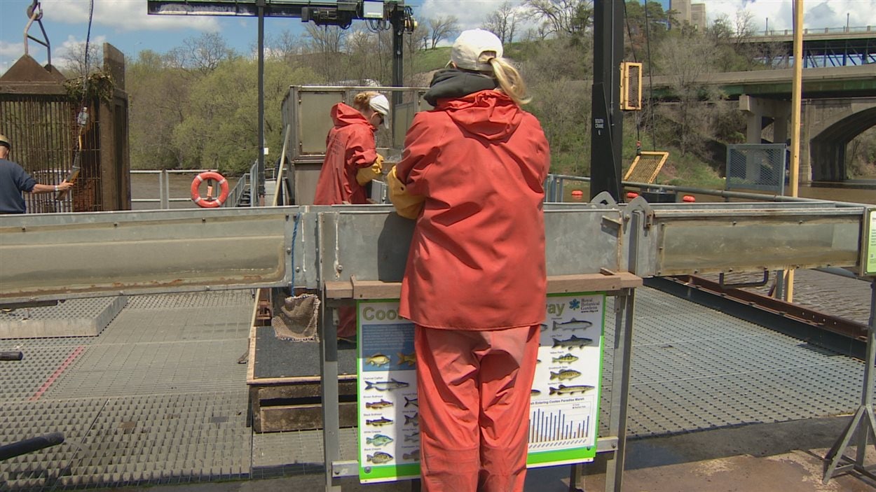 La menace écologique des poissons rouges à Hamilton | Radio-Canada