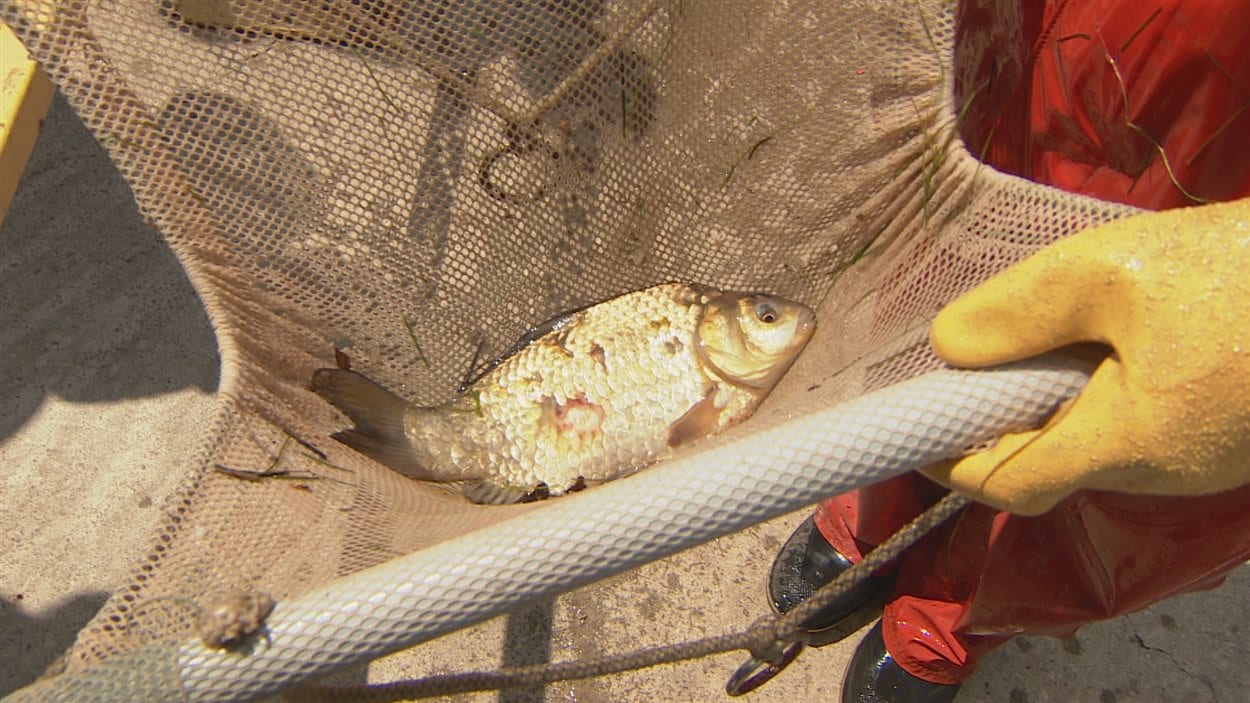 La menace écologique des poissons rouges à Hamilton | Radio-Canada