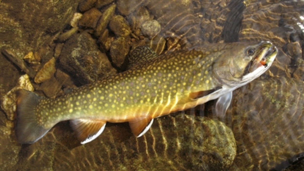 Un super-poisson pour prévenir les maladies du coeur? | Radio-Canada