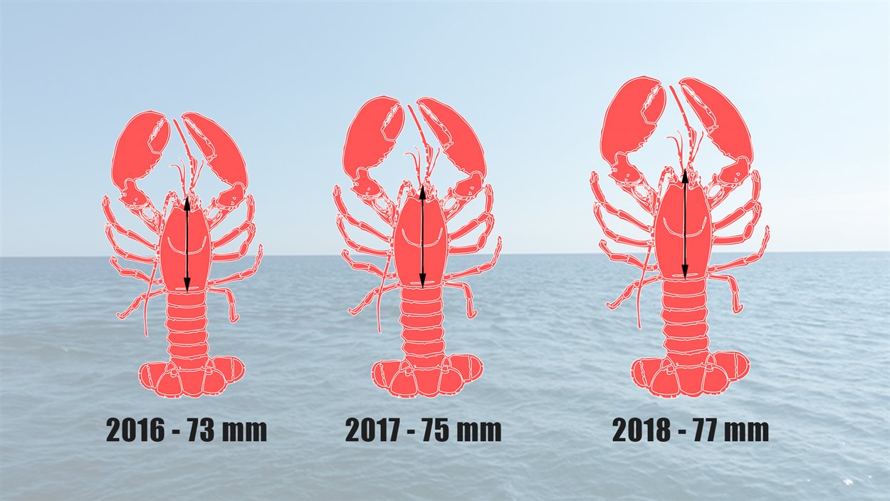 La taille minimale du homard sera augmentée dans la zone 25 | Radio-Canada
