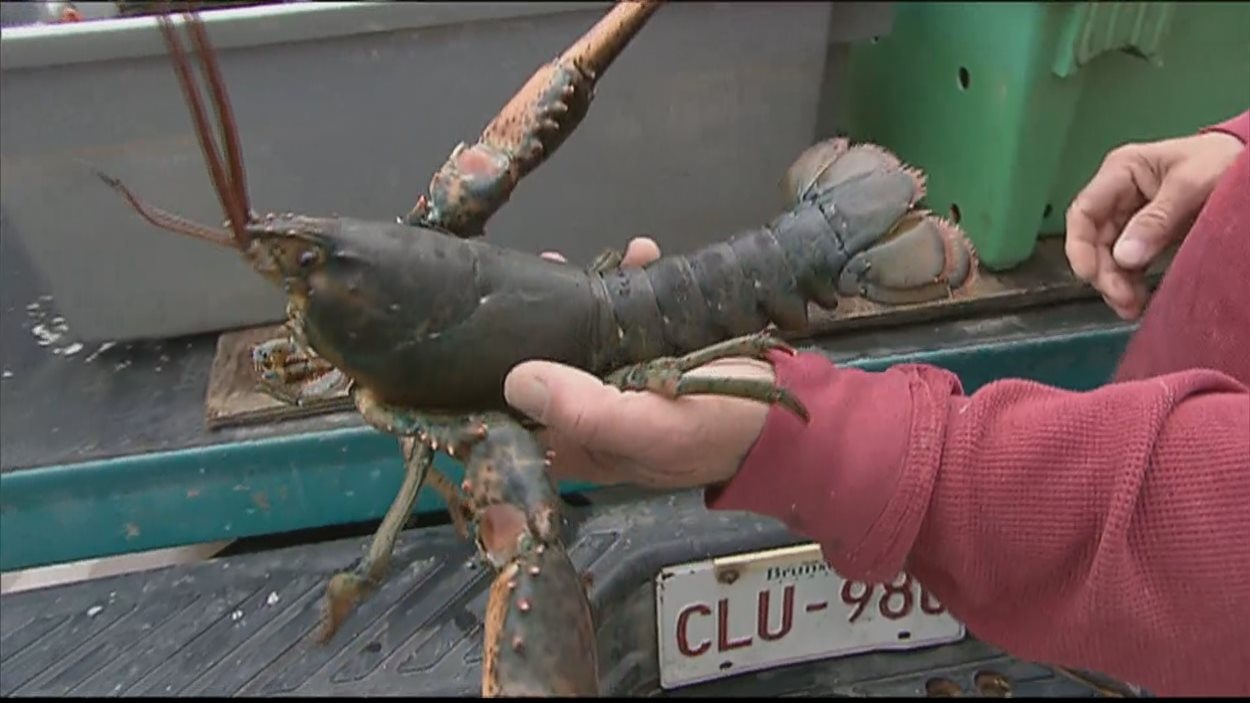 Î.-P.-E. : Les pêcheurs de homards inquiets de l'augmentation de la ...