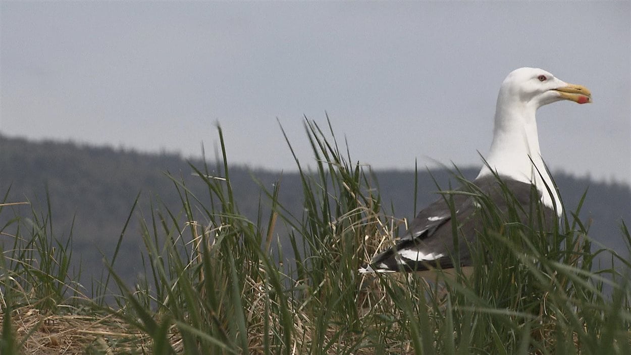 Les sternes menacées par les goélands dans la baie de Gaspé | Radio-Canada