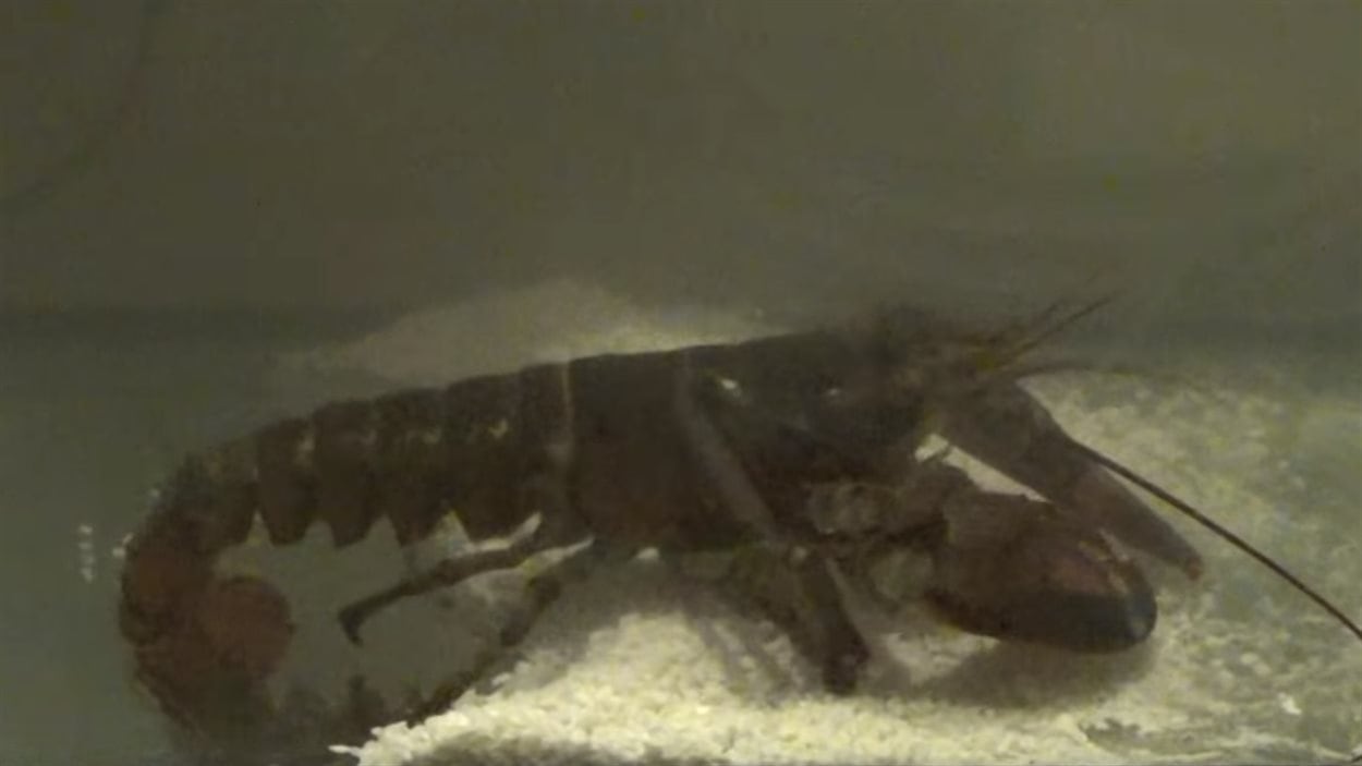 La Suède craint que les homards nord-américains envahissent ses eaux ...