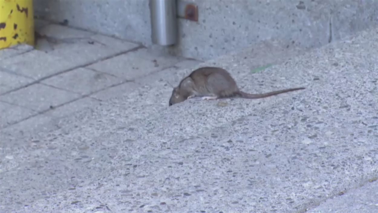 De plus en plus de rats à Toronto | Radio-Canada.ca
