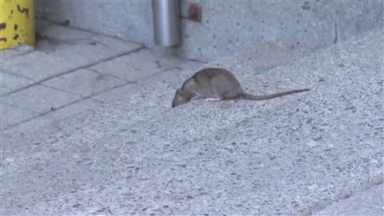 De plus en plus de rats à Toronto | Radio-Canada