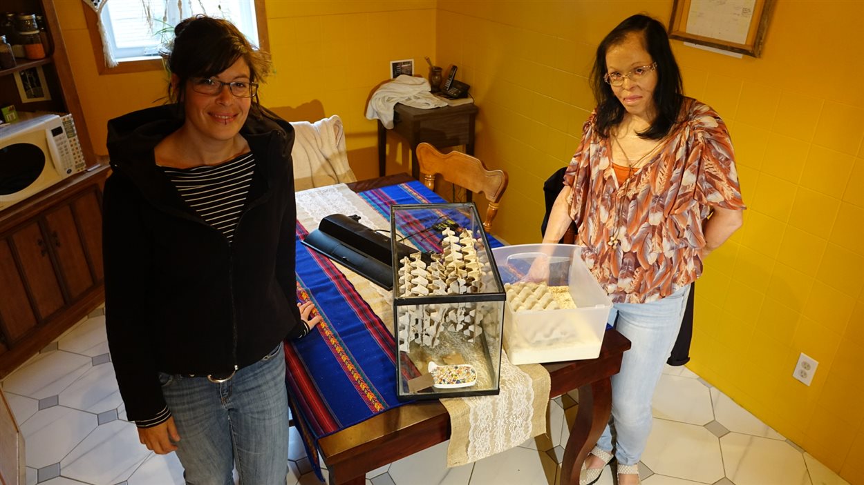 Élevage d'insectes pour farine nouveau genre à Sherbrooke | Radio-Canada