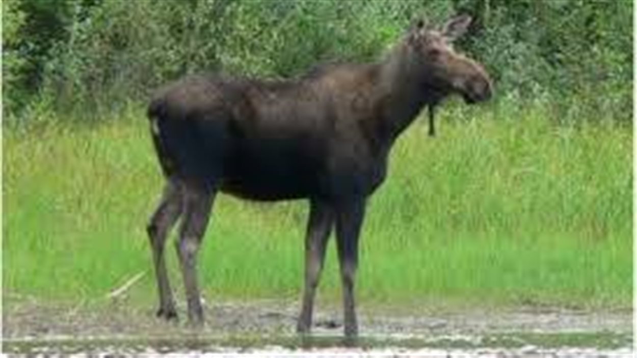 Orignal recherché à Sherbrooke | Radio-Canada