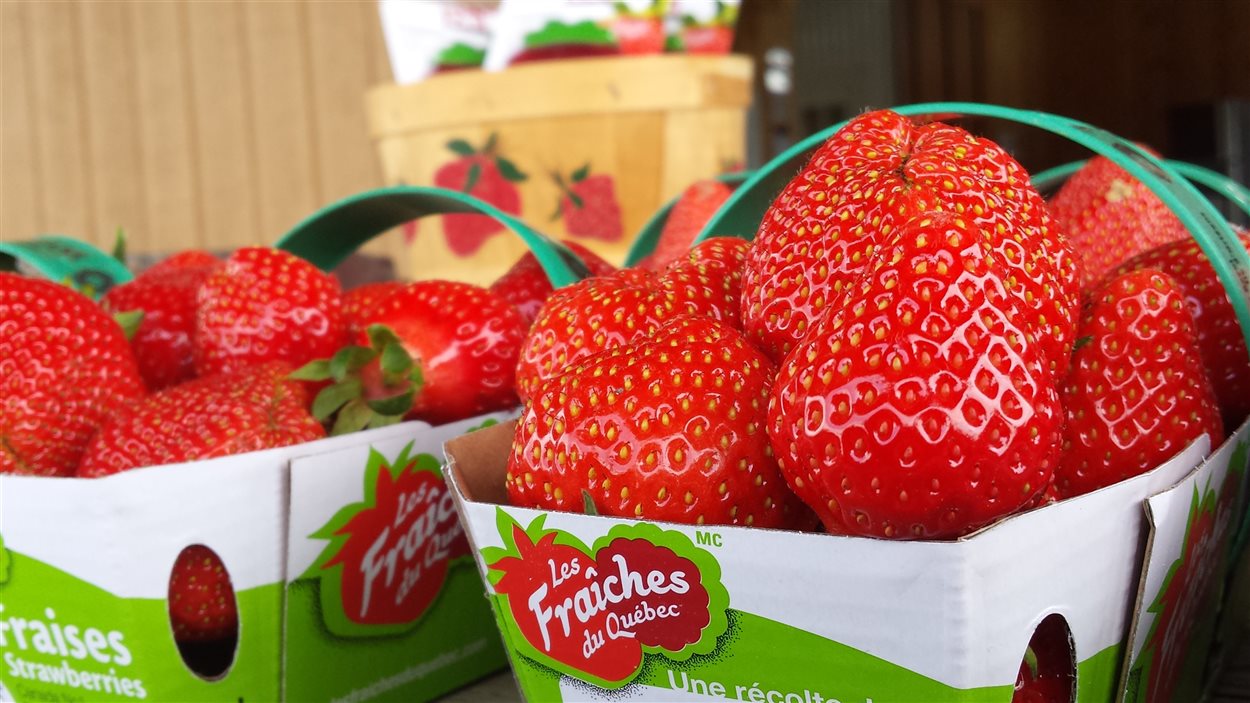 Produire des fraises grâce aux maths | Radio-Canada