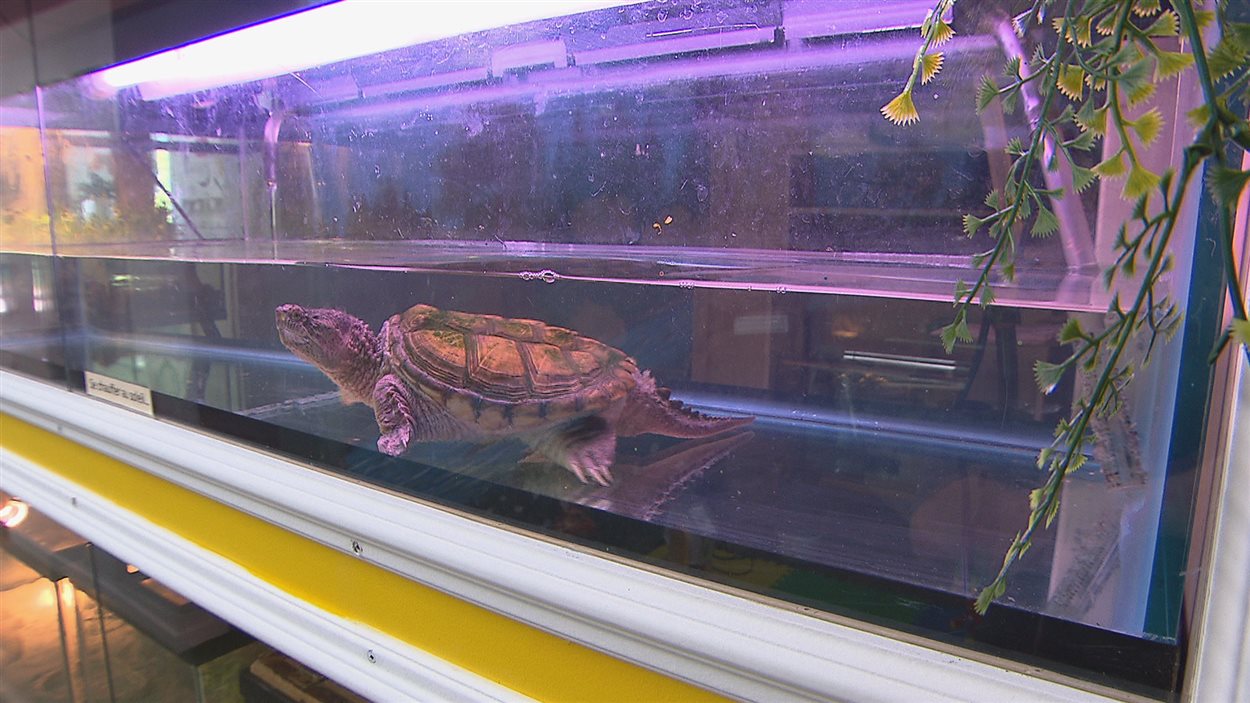 Un « mini-biodôme » unique à Mont-Joli | Radio-Canada