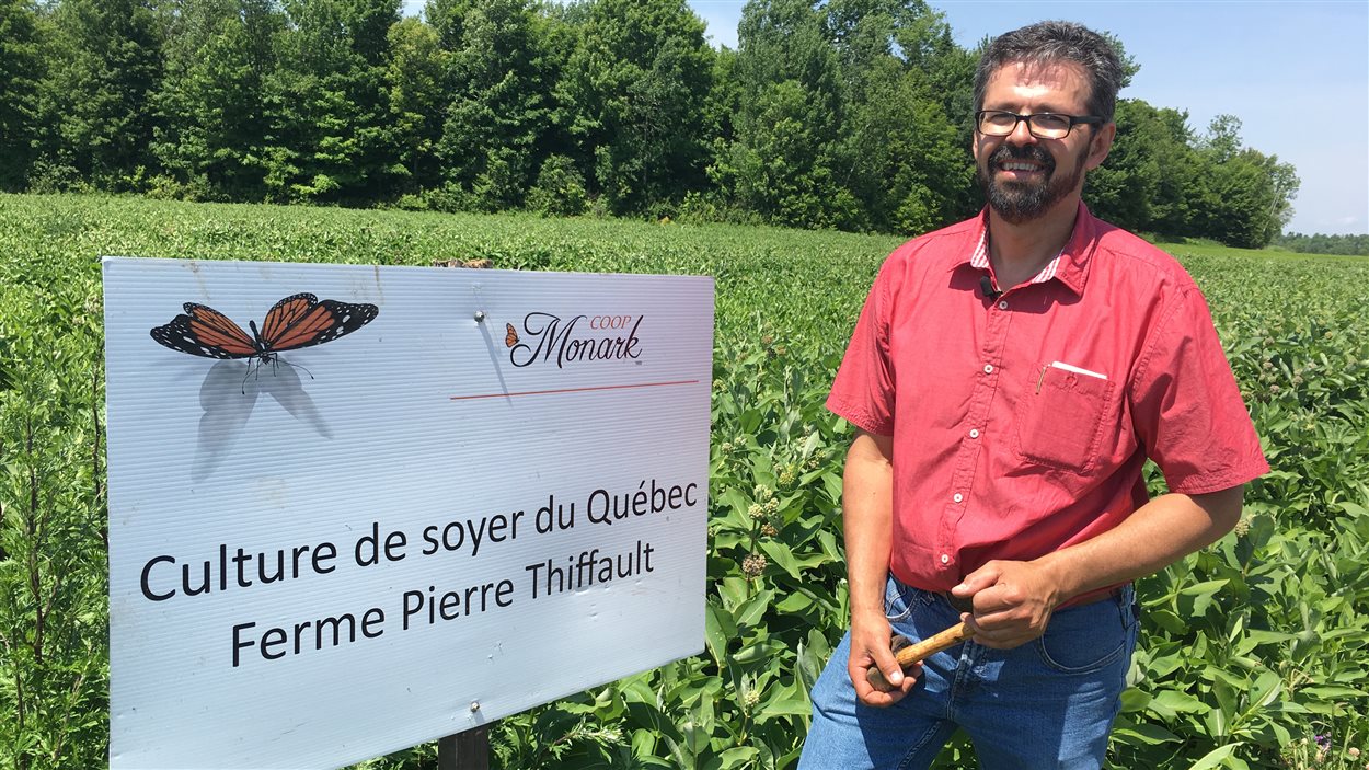 Asclépiade à Saint-Tite : la récolte de l'automne pourrait dépasser ...