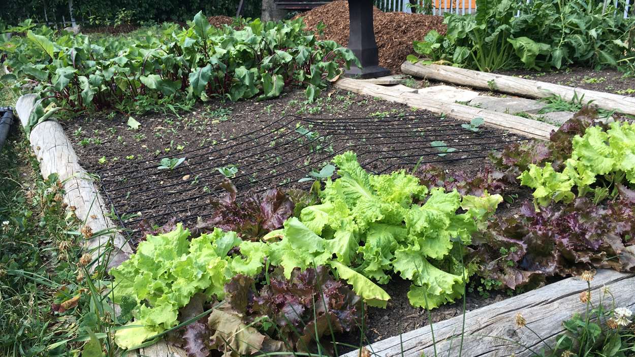 L'alimentation locale : qu'est-ce que c'est? | Radio-Canada