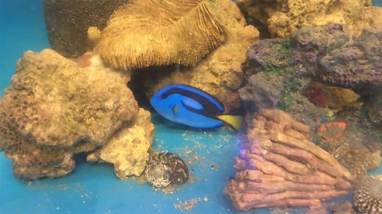 Les poissons-chirurgiens bleus souvent arrachés à leur milieu naturel ...