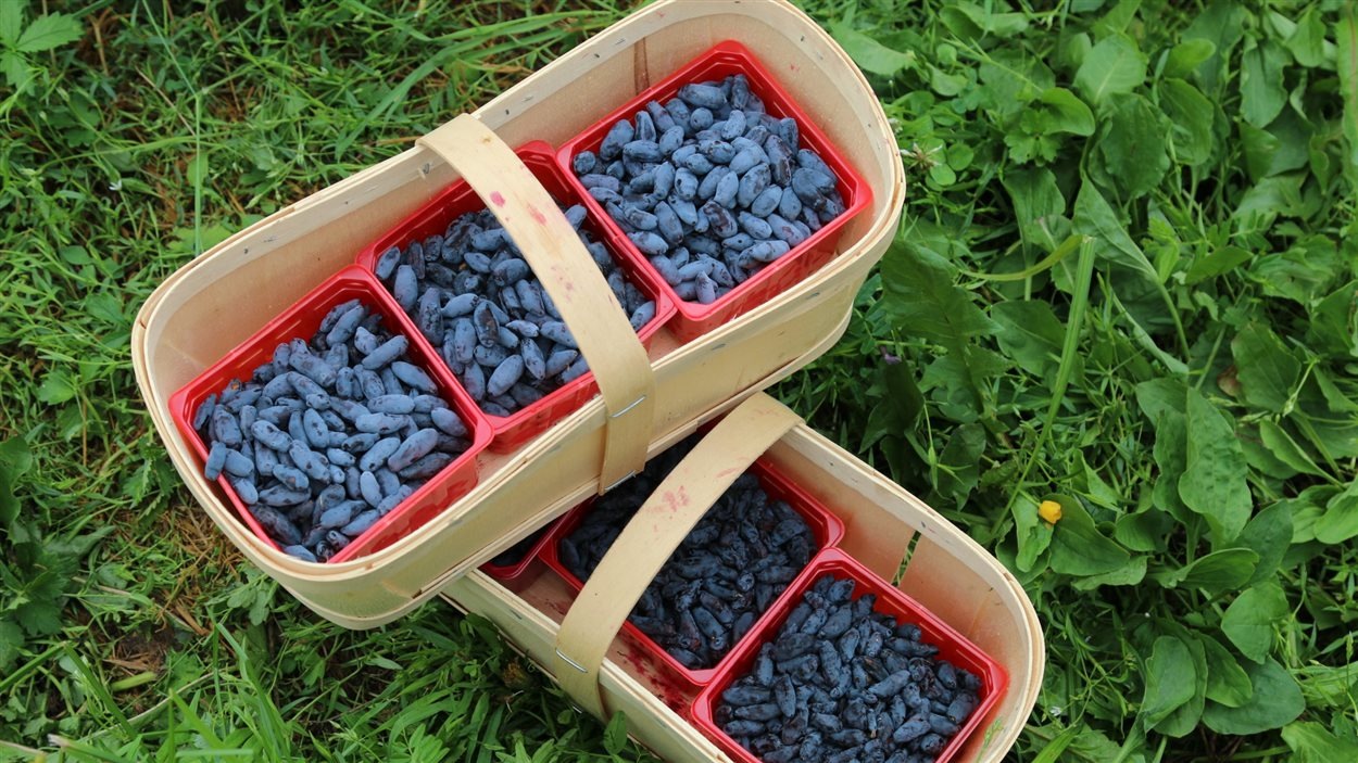 La camerise gagne en popularité au Québec | Radio-Canada.ca