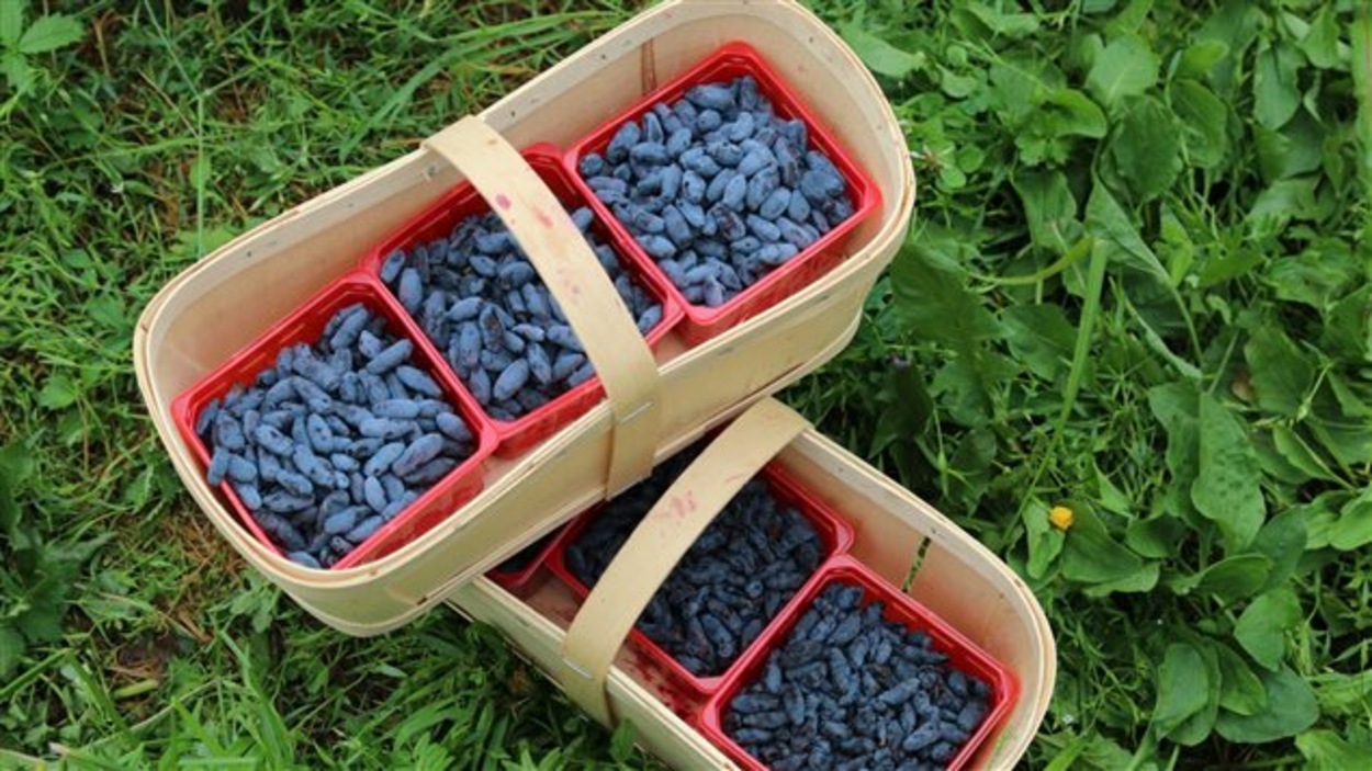 La camerise gagne en popularité au Québec | Radio-Canada