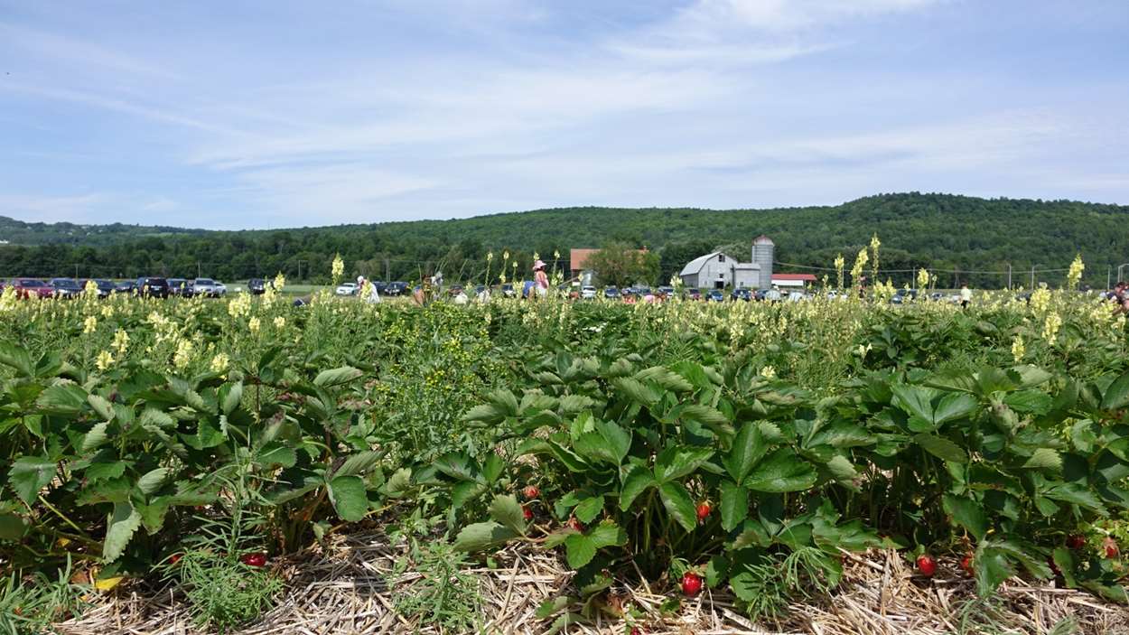 Virée dans les champs de fraises | Radio-Canada