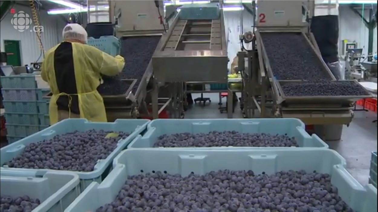 Production de bleuets record : les producteurs doivent prolonger la ...