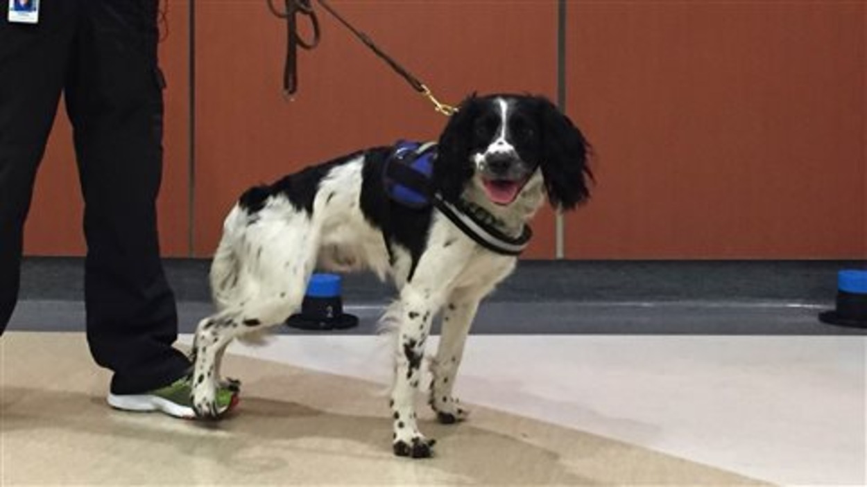 Angus, seul chien au monde capable de détecter la bactérie C. difficile ...