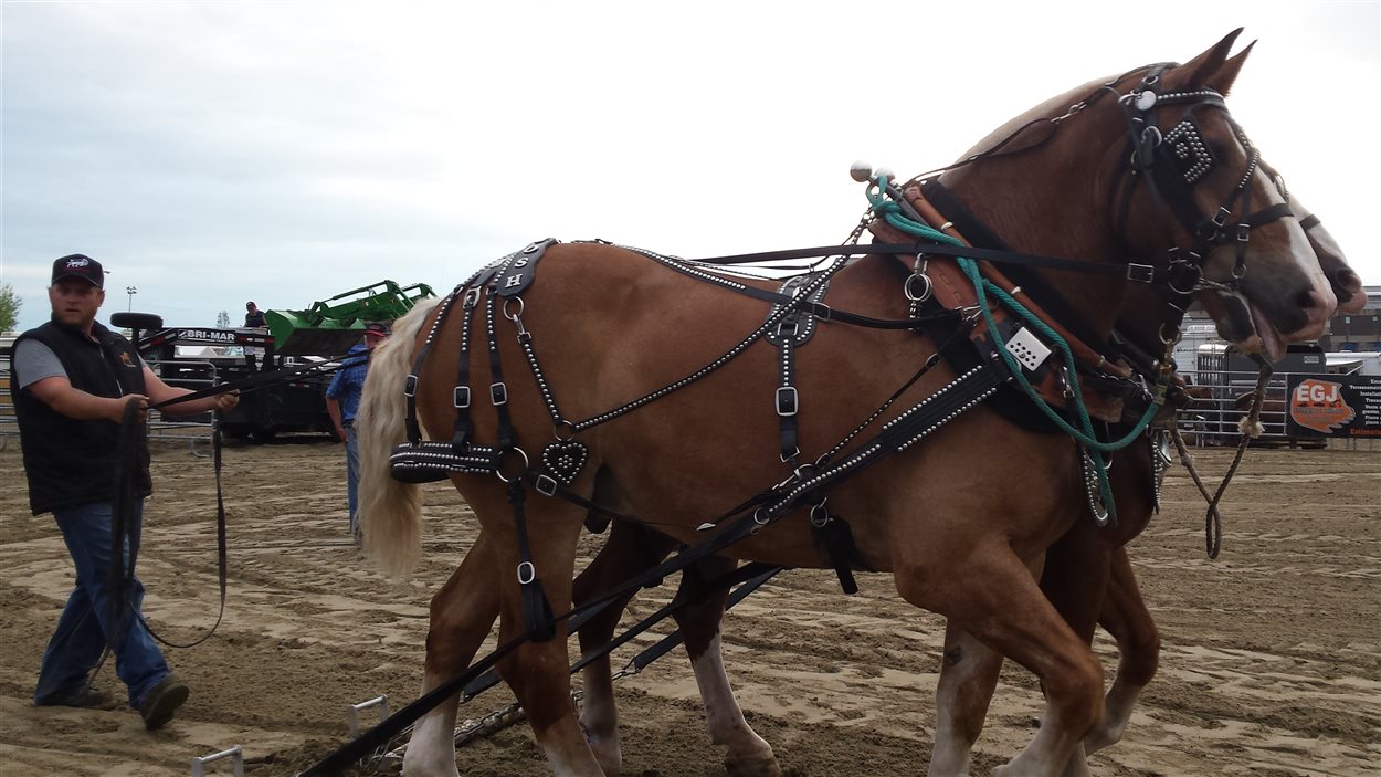 Compétition de tir de chevaux et gymkhana à Rouyn-Noranda | Radio-Canada