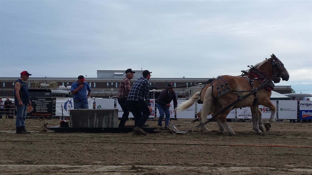 Compétition de tir de chevaux et gymkhana à Rouyn-Noranda | Radio-Canada