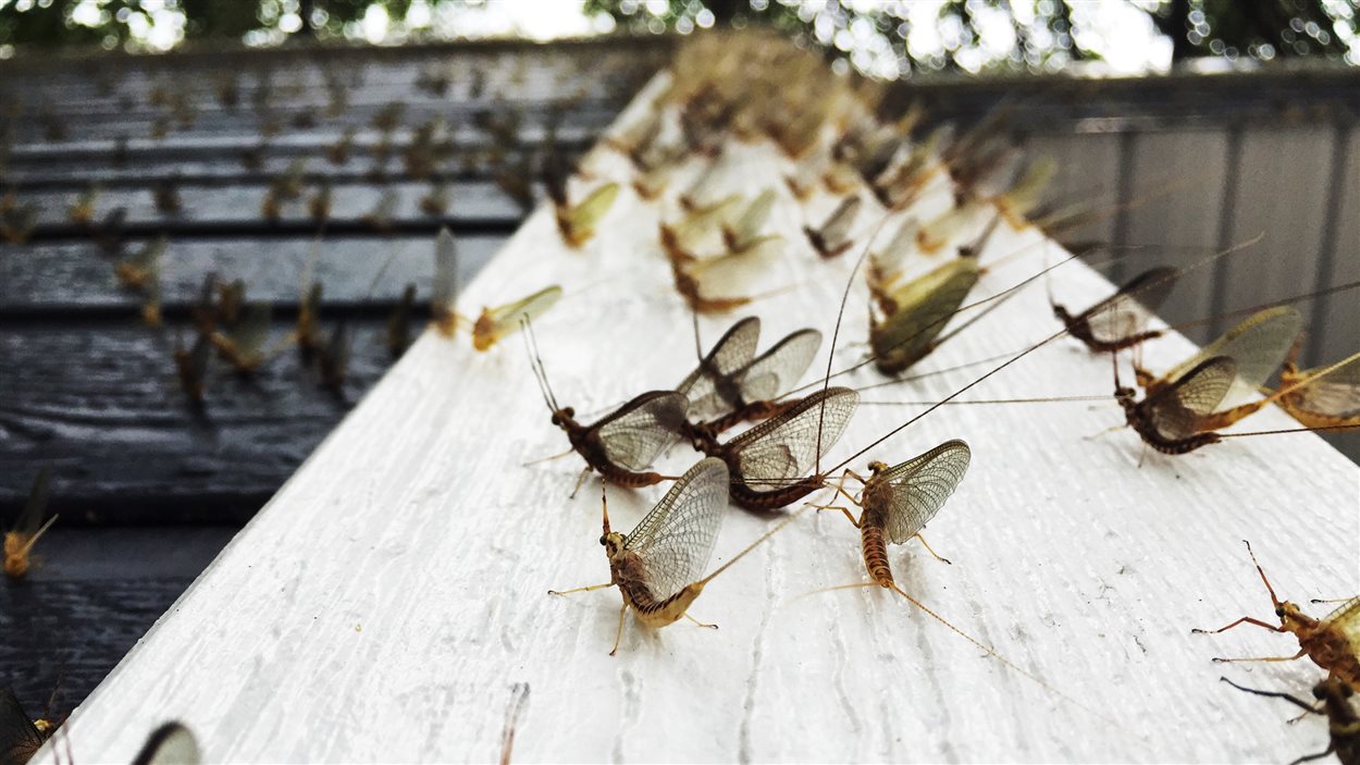 Des millions d'insectes prennent d'assaut une ville manitobaine | Radio ...